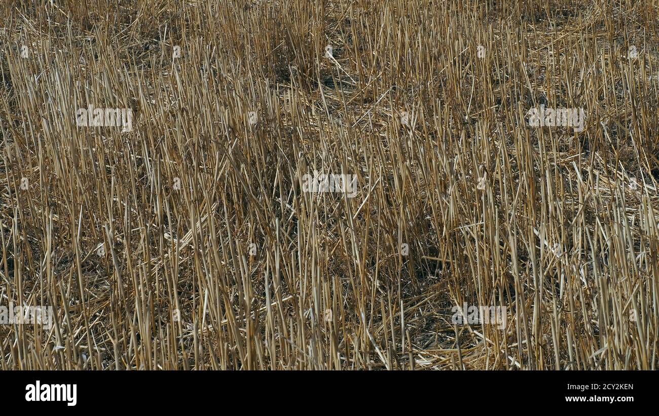 Stalks and straws hi-res stock photography and images - Alamy