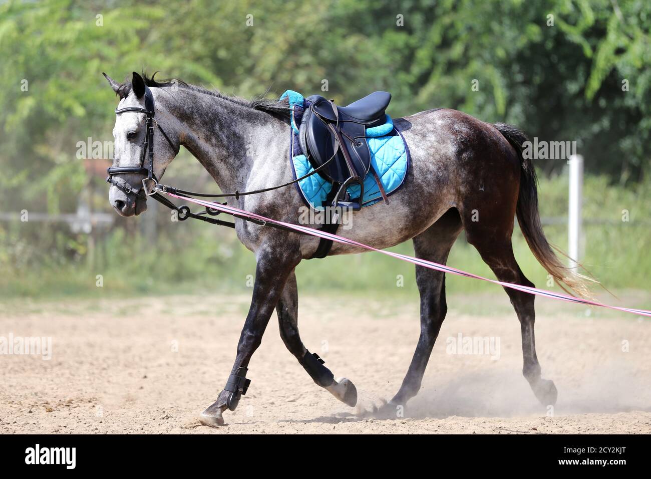Close up of a grey colored saddle horse during training outdoors Stock ...