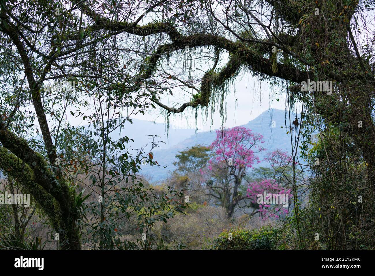 ARBOL LAPACHO ROSADO Handroanthus impetiginosus, Forest Las Yungas ...