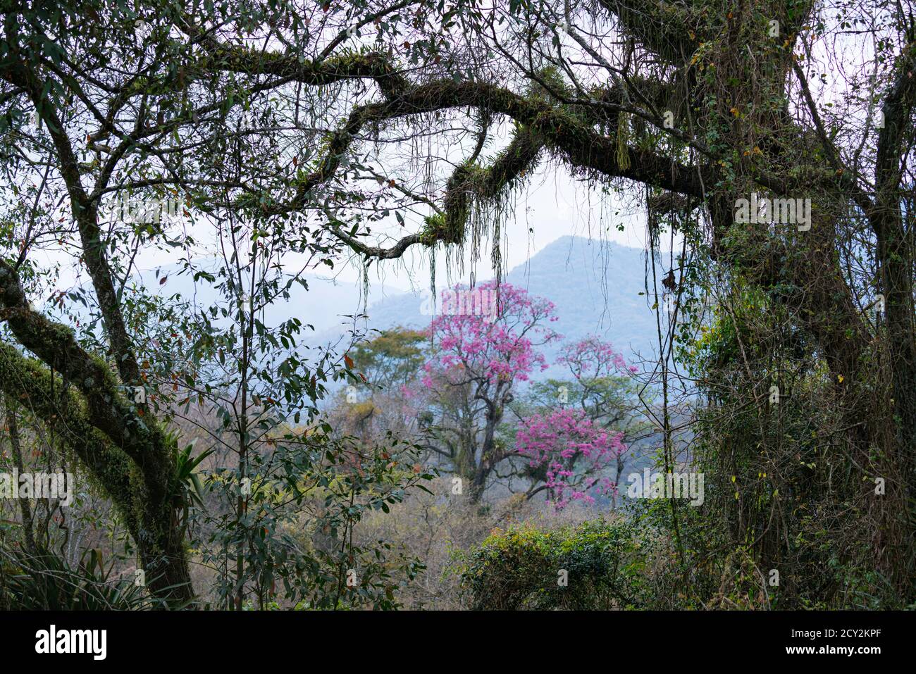ARBOL LAPACHO ROSADO Handroanthus impetiginosus, Forest Las Yungas ...