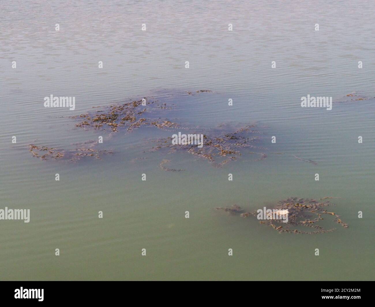 murky lake water dirty, dirty turbid water caused by drought Stock ...