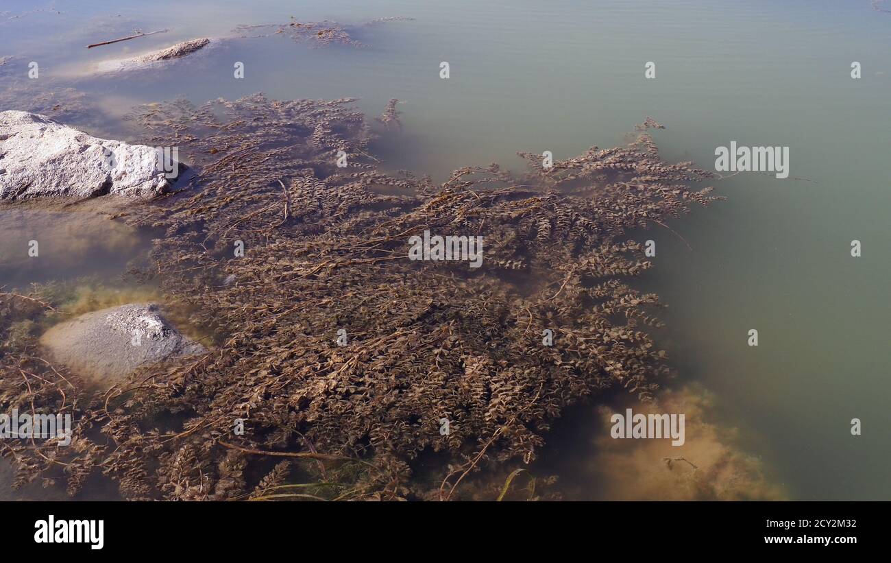 moss formed in the water, algae in the lake Stock Photo - Alamy