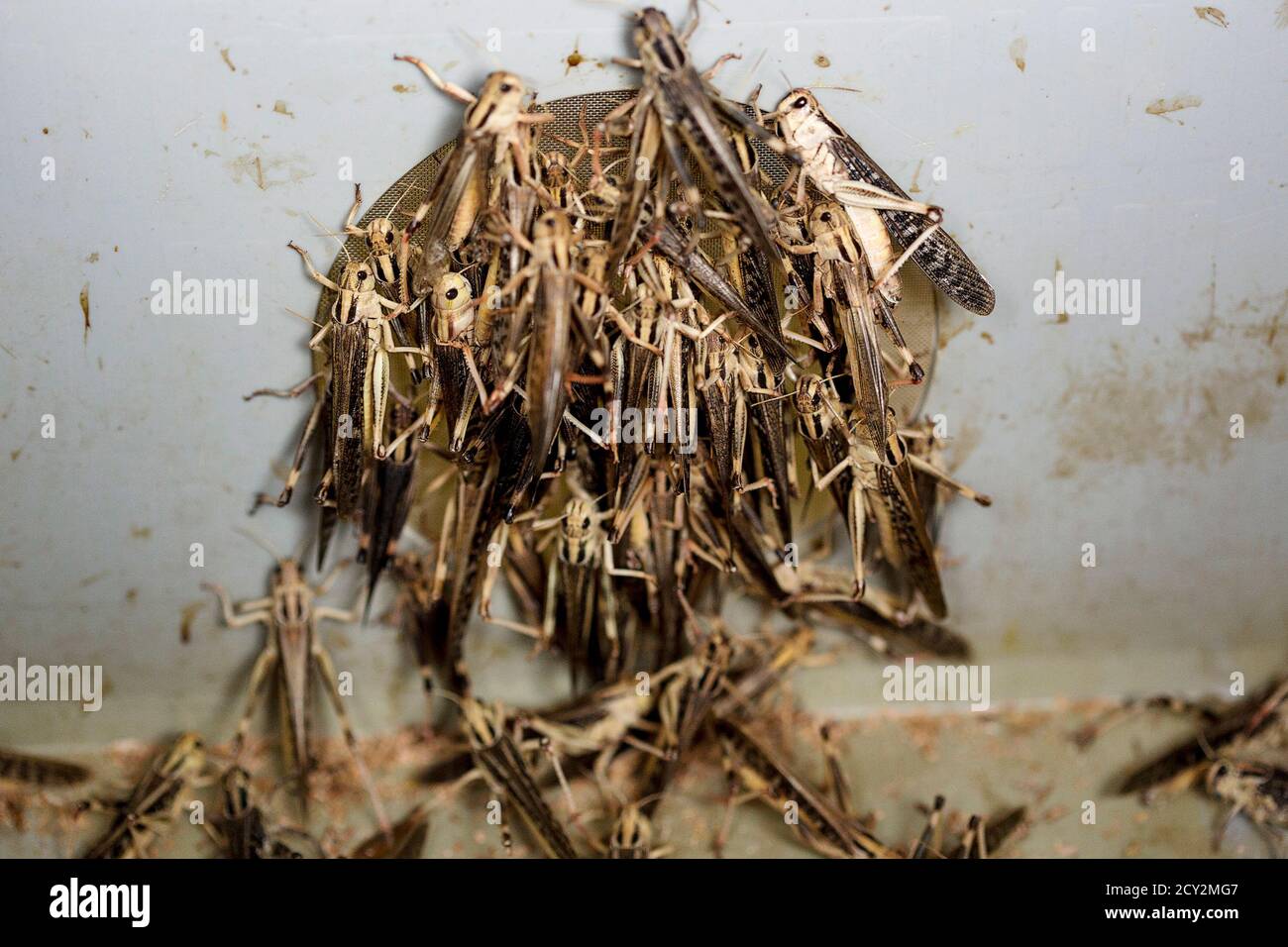 Locusts as food hi-res stock photography and images - Alamy