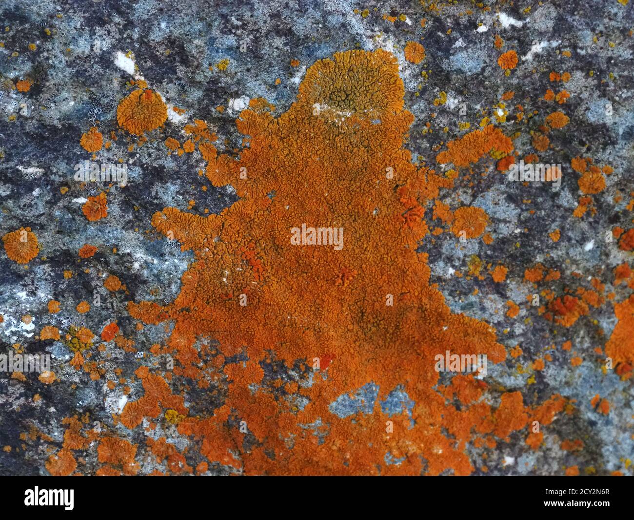 Yellow moss formed over time on the rocks, algae formed on the north ...