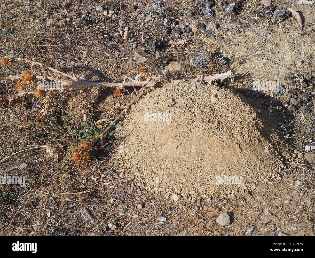 molehill, lump of soil formed by the mole Stock Photo - Alamy