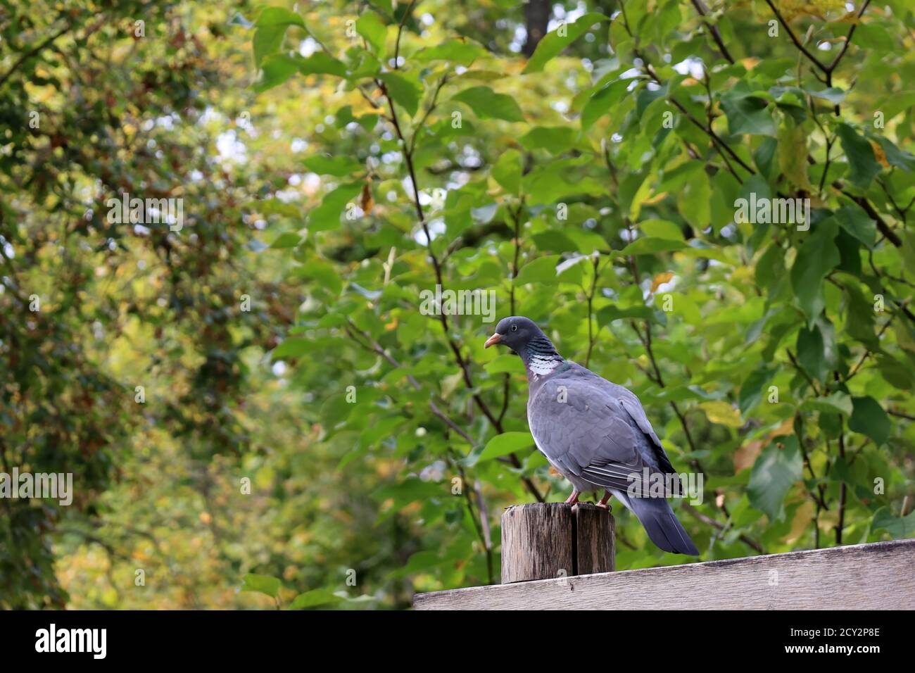 Pigeon gate fence hi-res stock photography and images - Alamy
