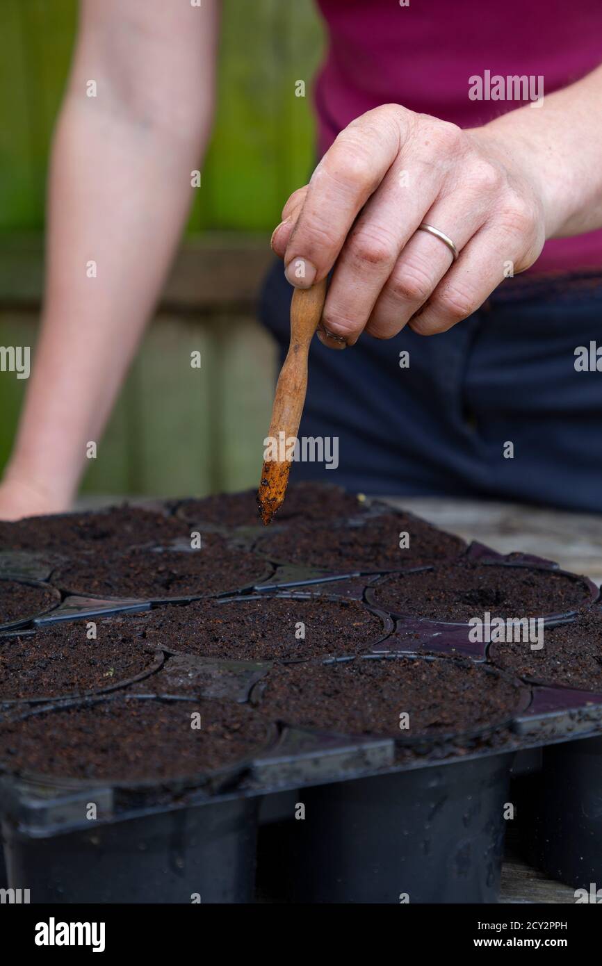 Using a seed dibber to create holes for sowing seeds Stock Photo - Alamy