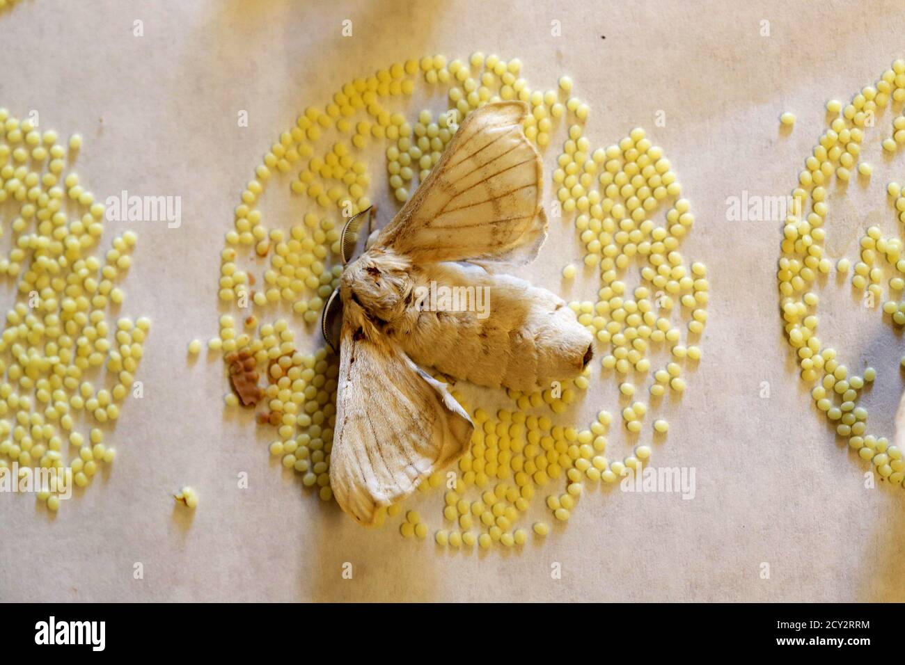 Mulberry silkworm moth hi-res stock photography and images - Alamy