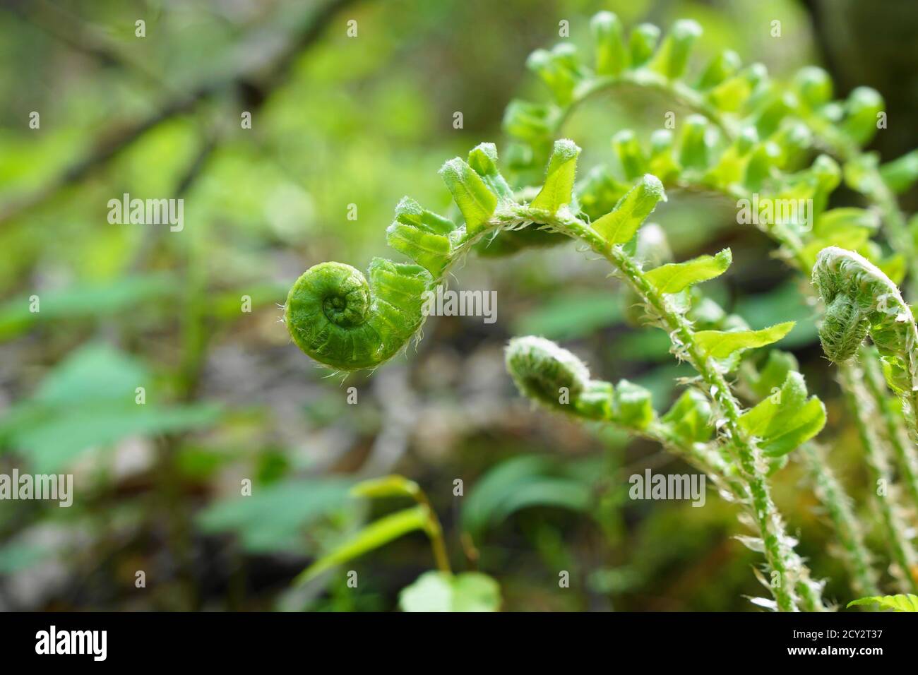 curled green fern fronds in the sunlight Stock Photo - Alamy