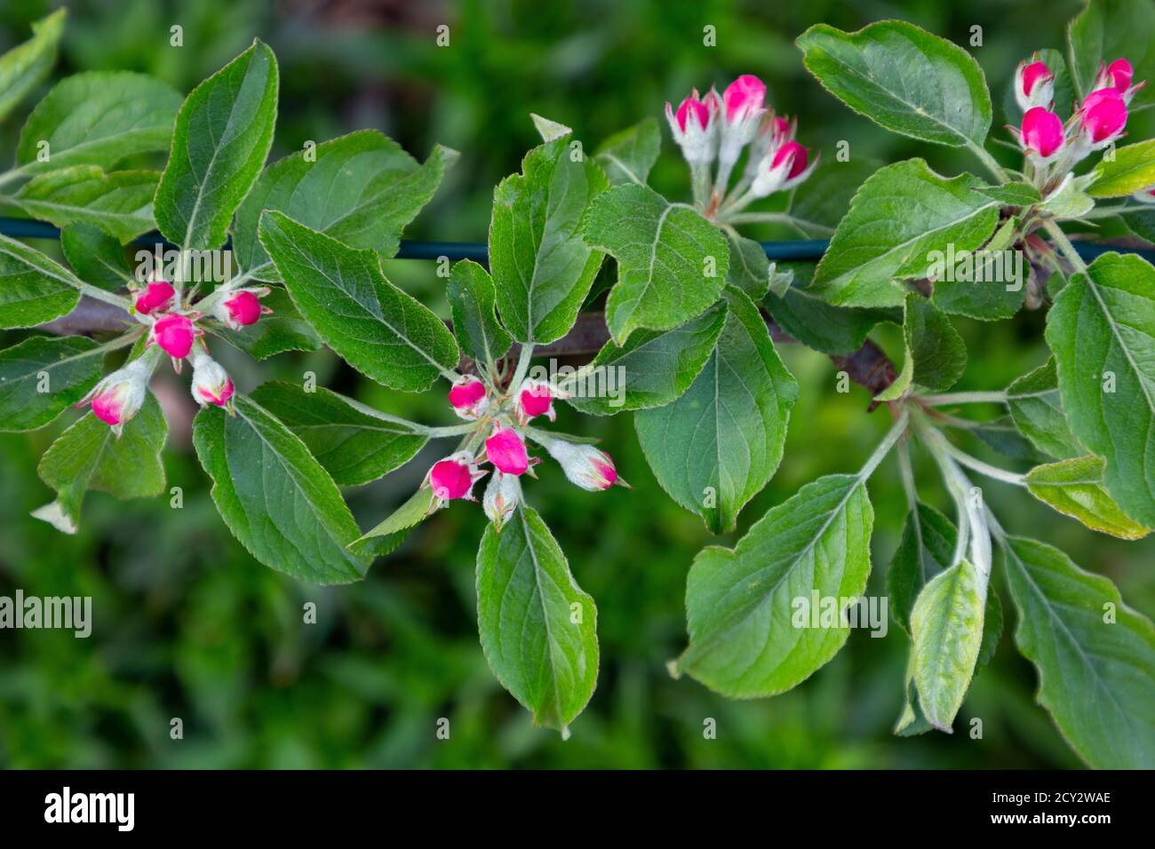 Flower buds of Malus domestica 'Kidd's Orange Red' Stock Photo - Alamy