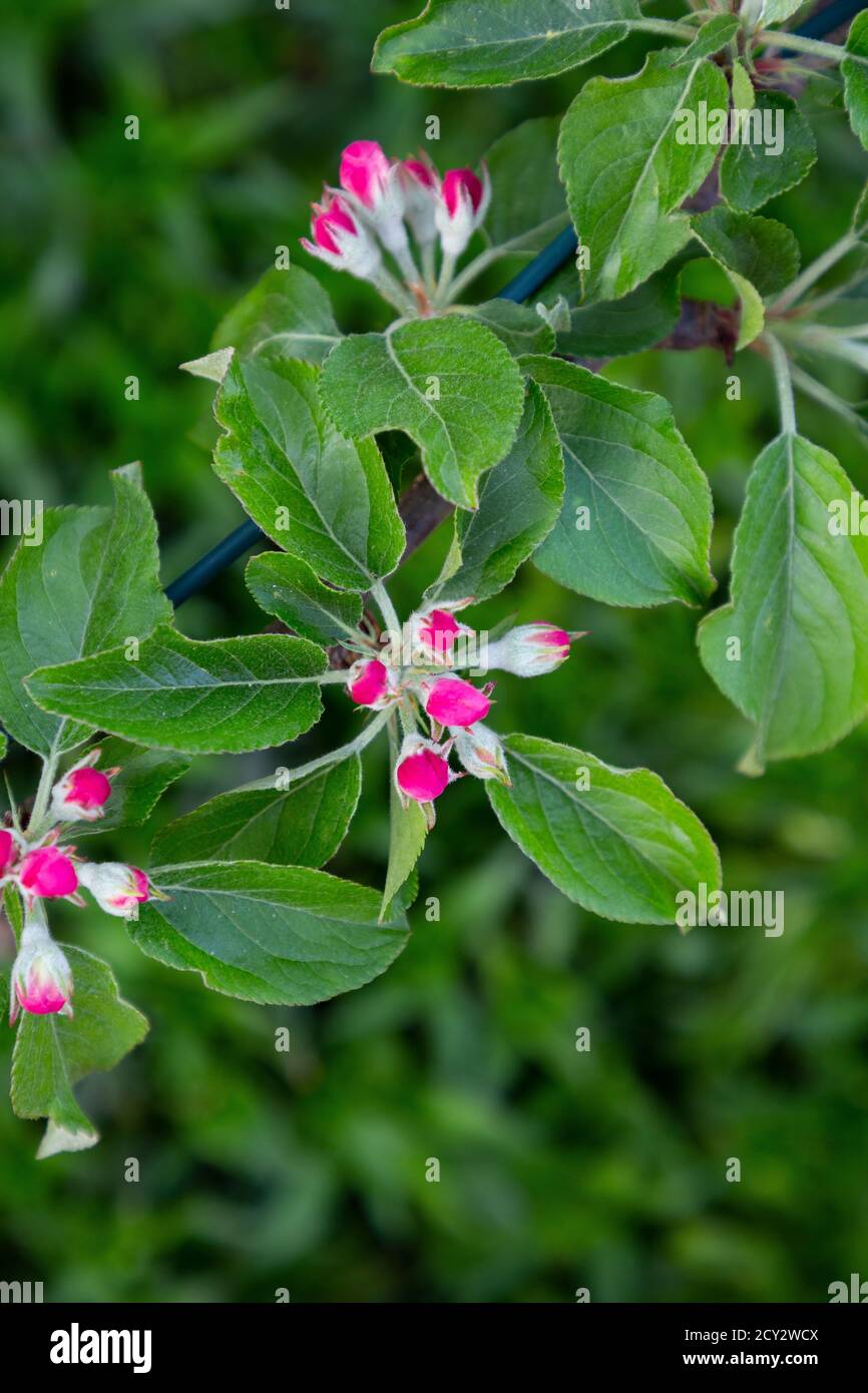 Flower buds of Malus domestica 'Kidd's Orange Red' Stock Photo - Alamy