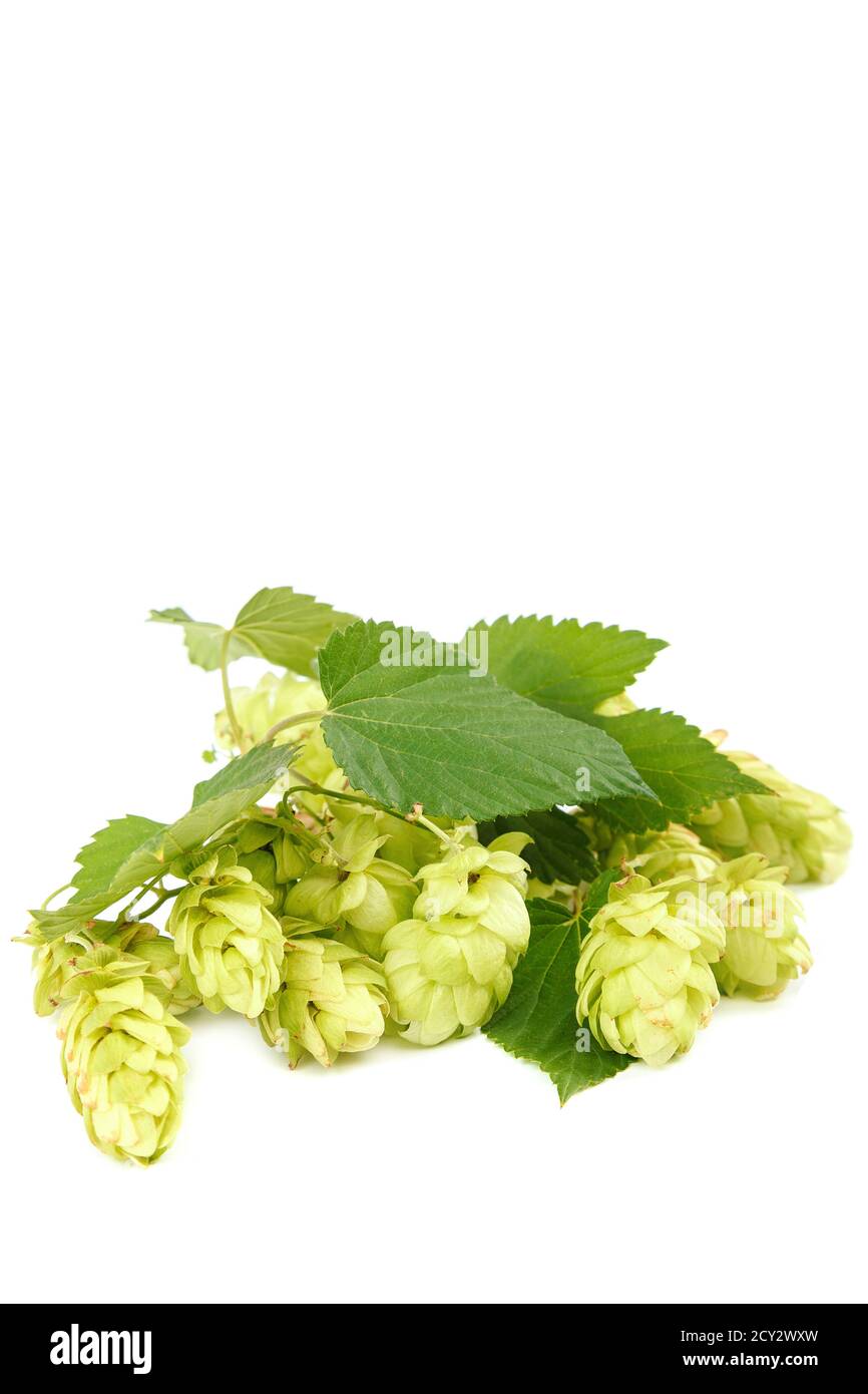 Branch with hops close-up isolated on white background Stock Photo - Alamy