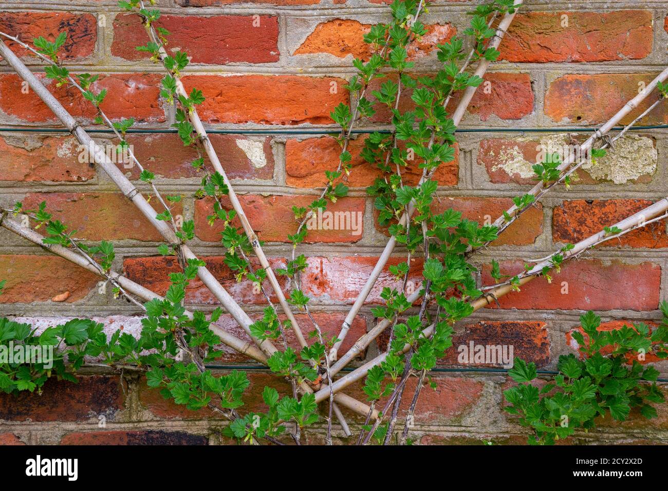 Using canes garden hi-res stock photography and images - Alamy