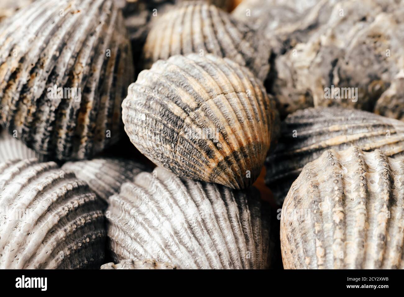 Gray and brown seashells close-up as a natural background, shallow DOF ...