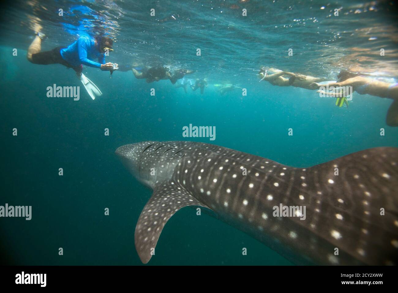 Animals that can swim hi-res stock photography and images - Alamy