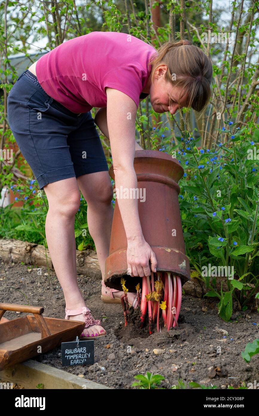 Female gardener removing terracotta chimney covering Rhubarb 'Timperley ...