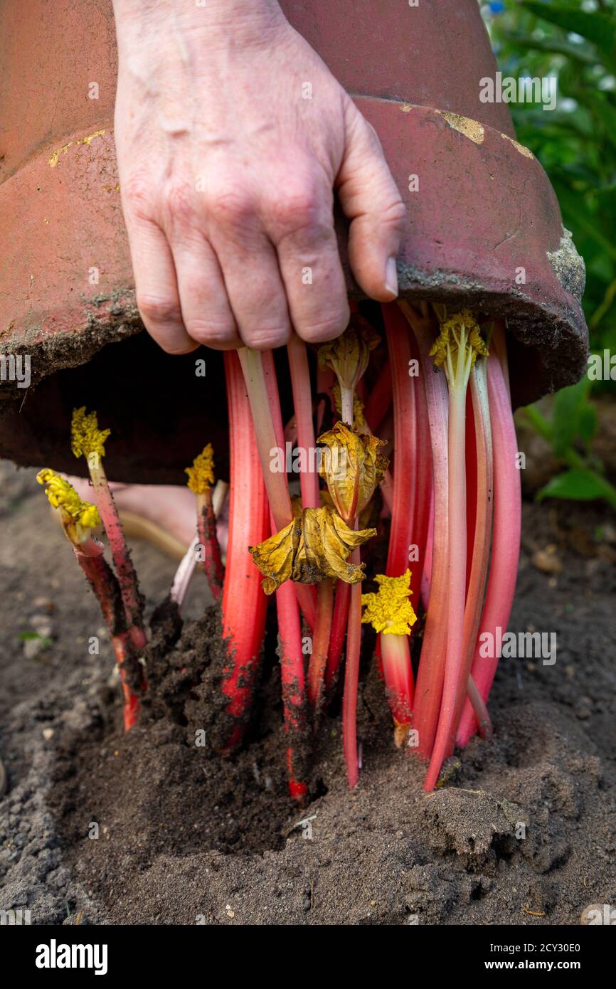 Timperley Early Rhubarb High Resolution Stock Photography and Images ...