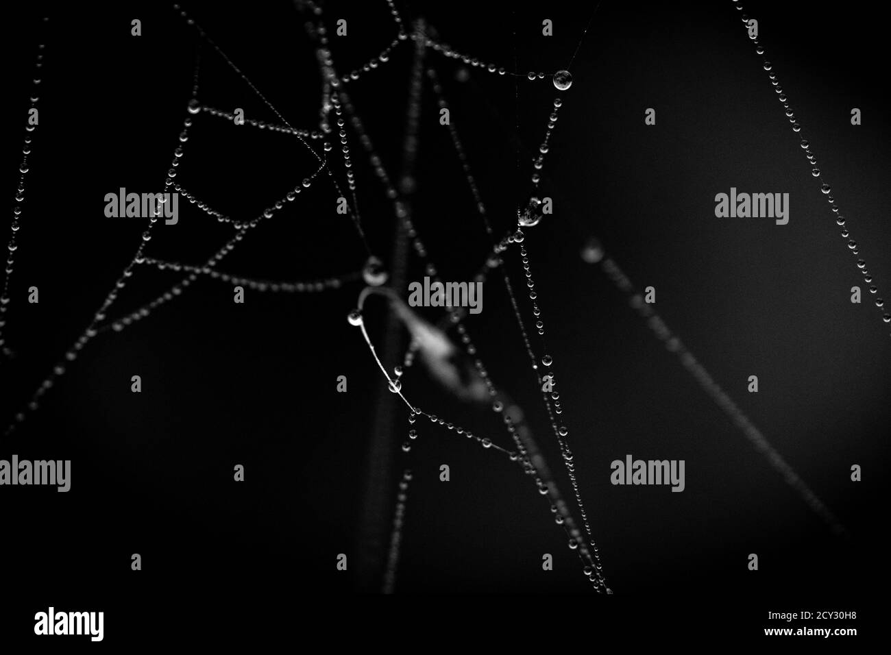 Water drops dew on spider's web in the morning Stock Photo - Alamy