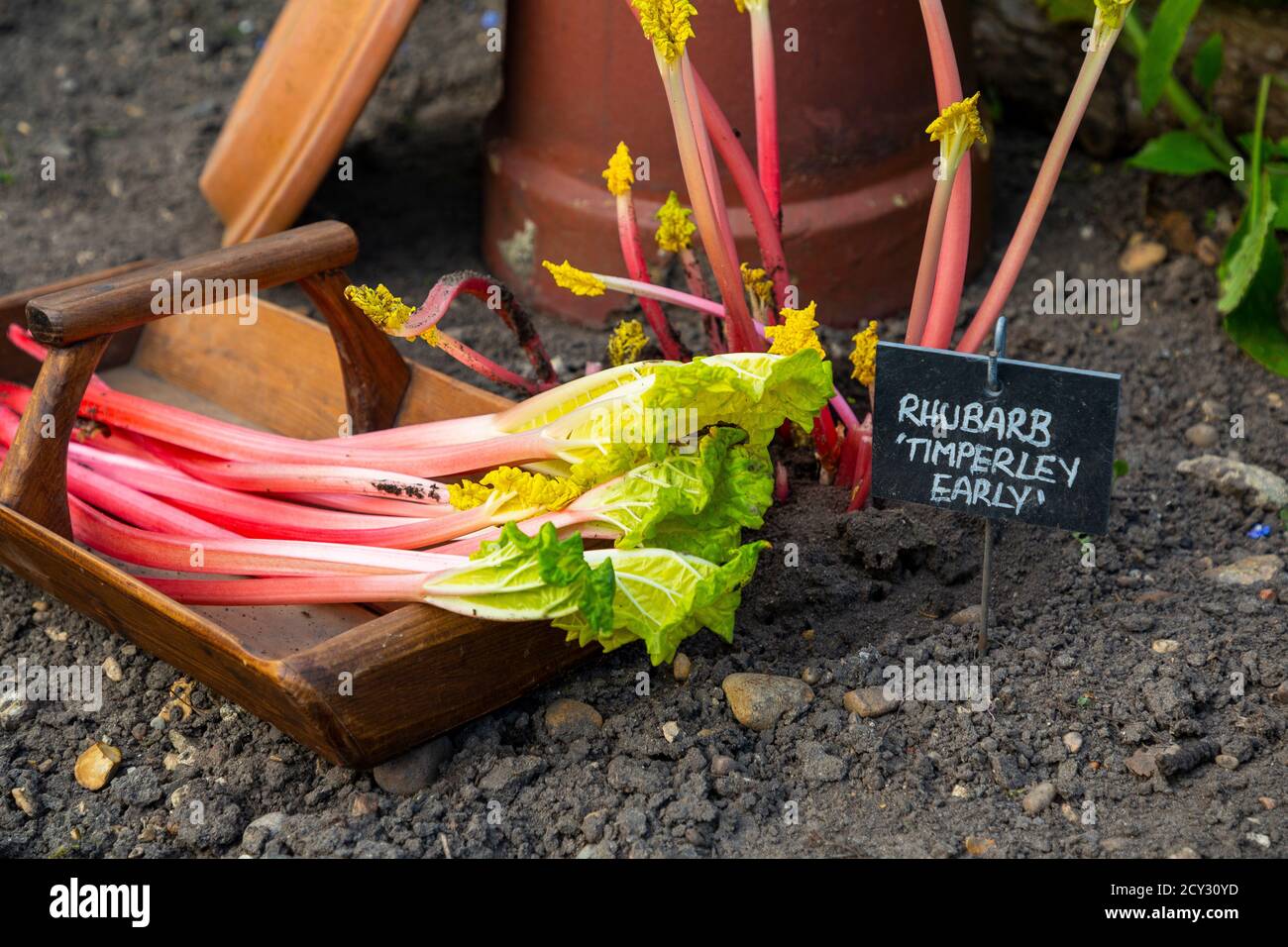 A harvest of Rhubarb 'Timperley Early' in a wooden trug Stock Photo - Alamy