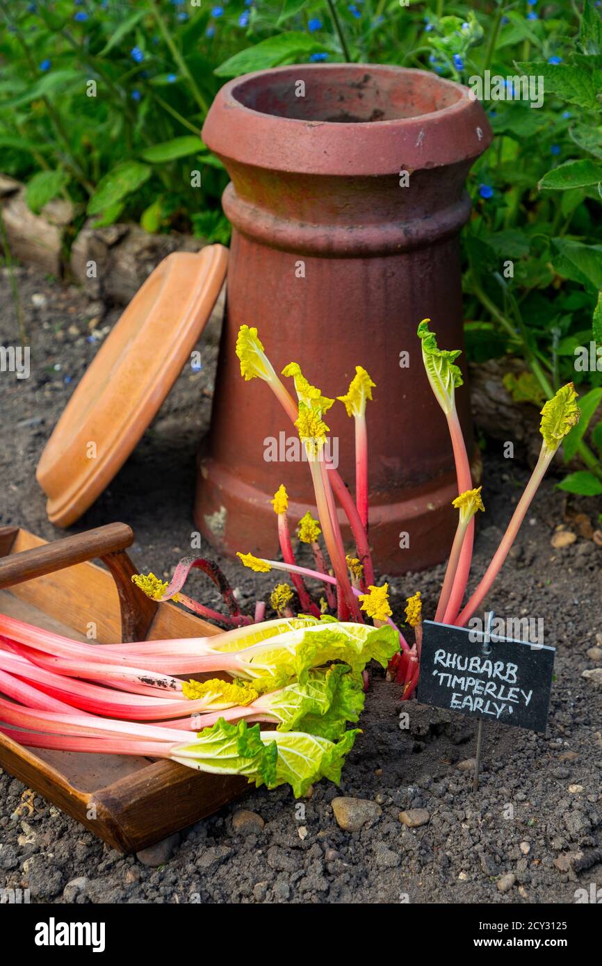 A harvest of Rhubarb 'Timperley Early' in a wooden trug Stock Photo - Alamy