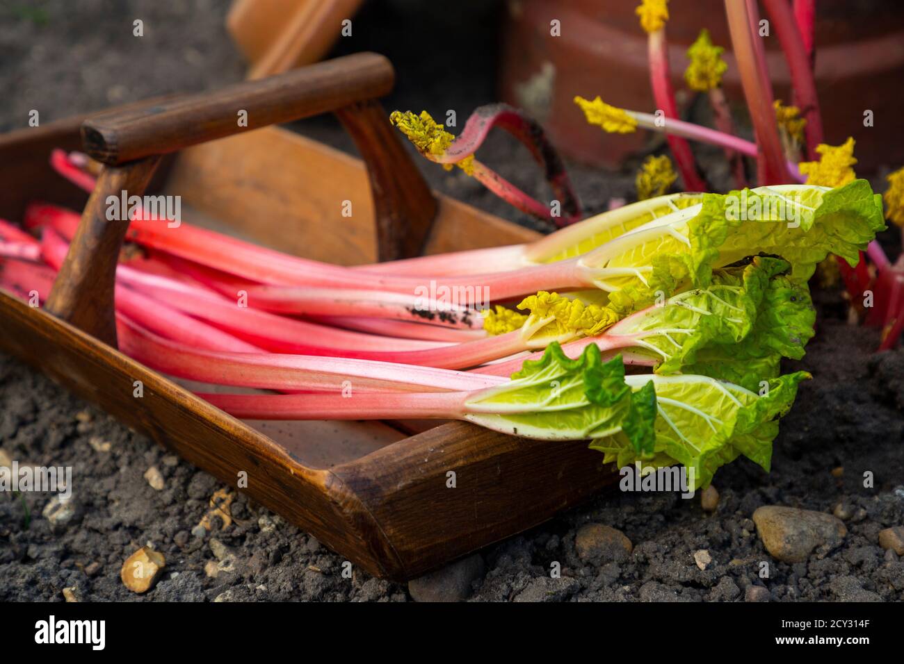 A harvest of Rhubarb 'Timperley Early' in a wooden trug Stock Photo - Alamy