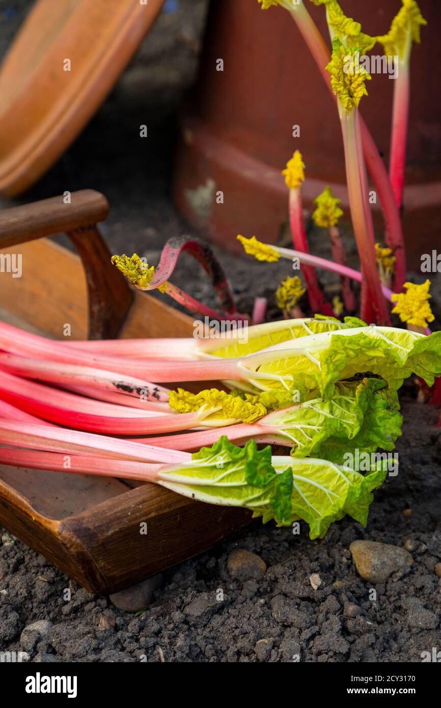 Timperley Early Rhubarb High Resolution Stock Photography and Images ...