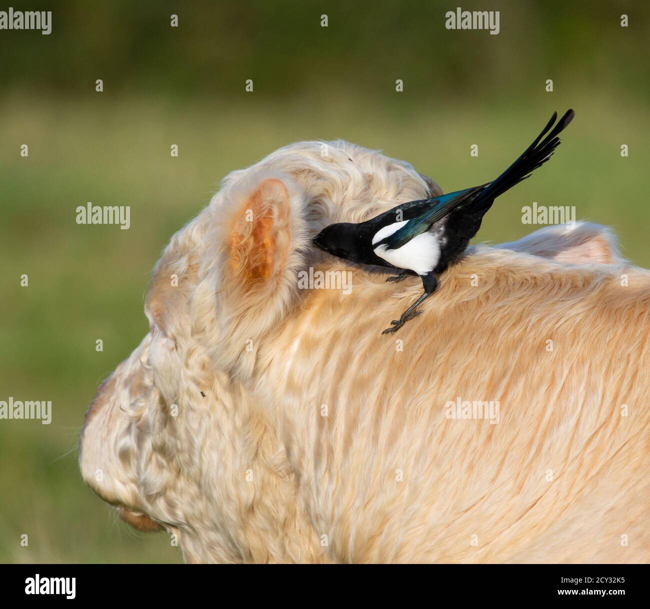 Magpie on a Bull in the Cotswold Hills searching for insects to feed on ...