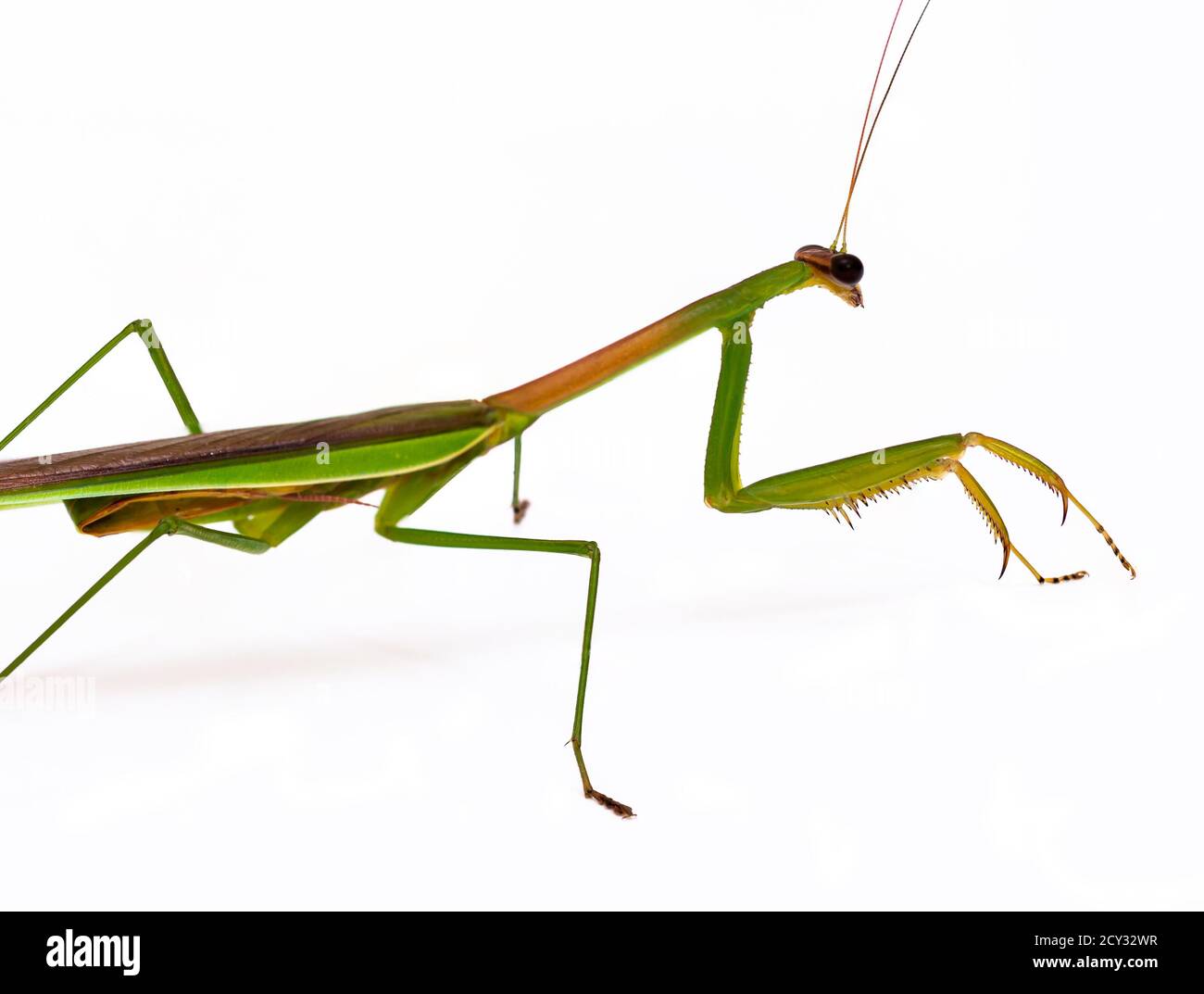 Praying mantis, Isolated on white background, Macro Stock Photo - Alamy