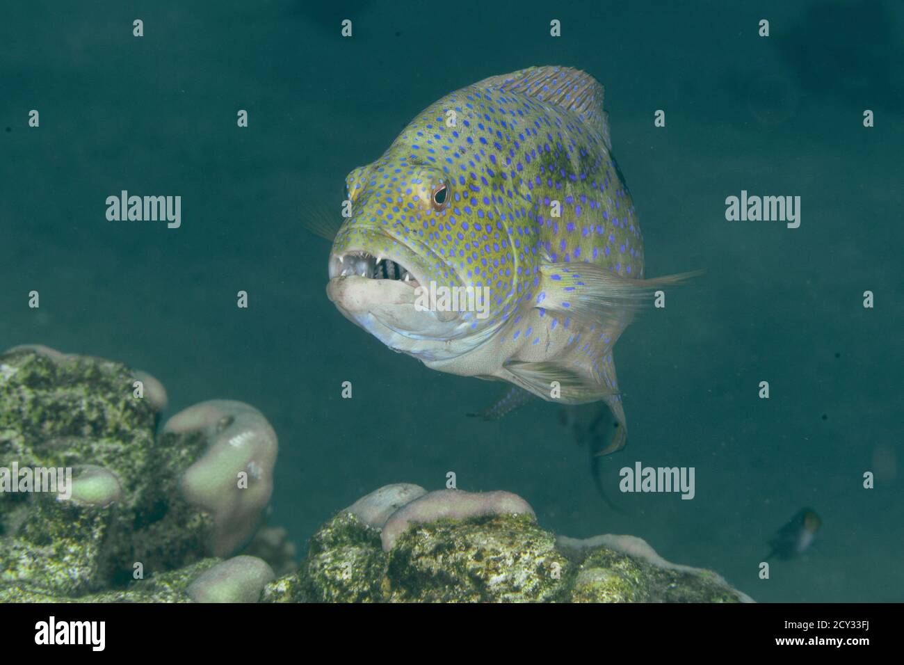grouper fish from the red sea coral reefs Stock Photo - Alamy
