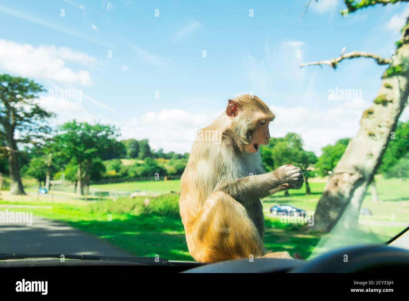 Monkey by car hi-res stock photography and images - Alamy