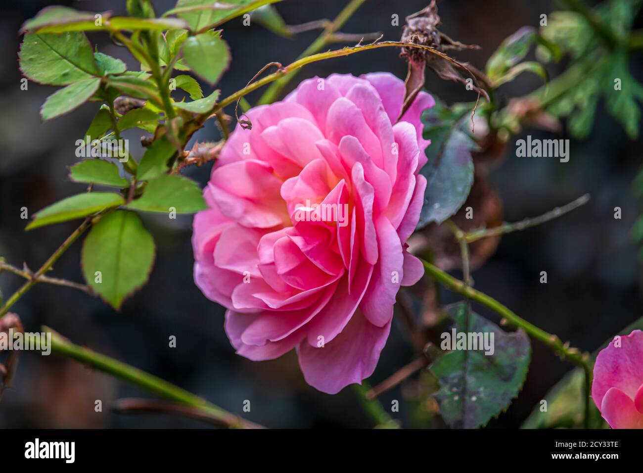 Beautiful flowers in an English park in Oxford Stock Photo - Alamy
