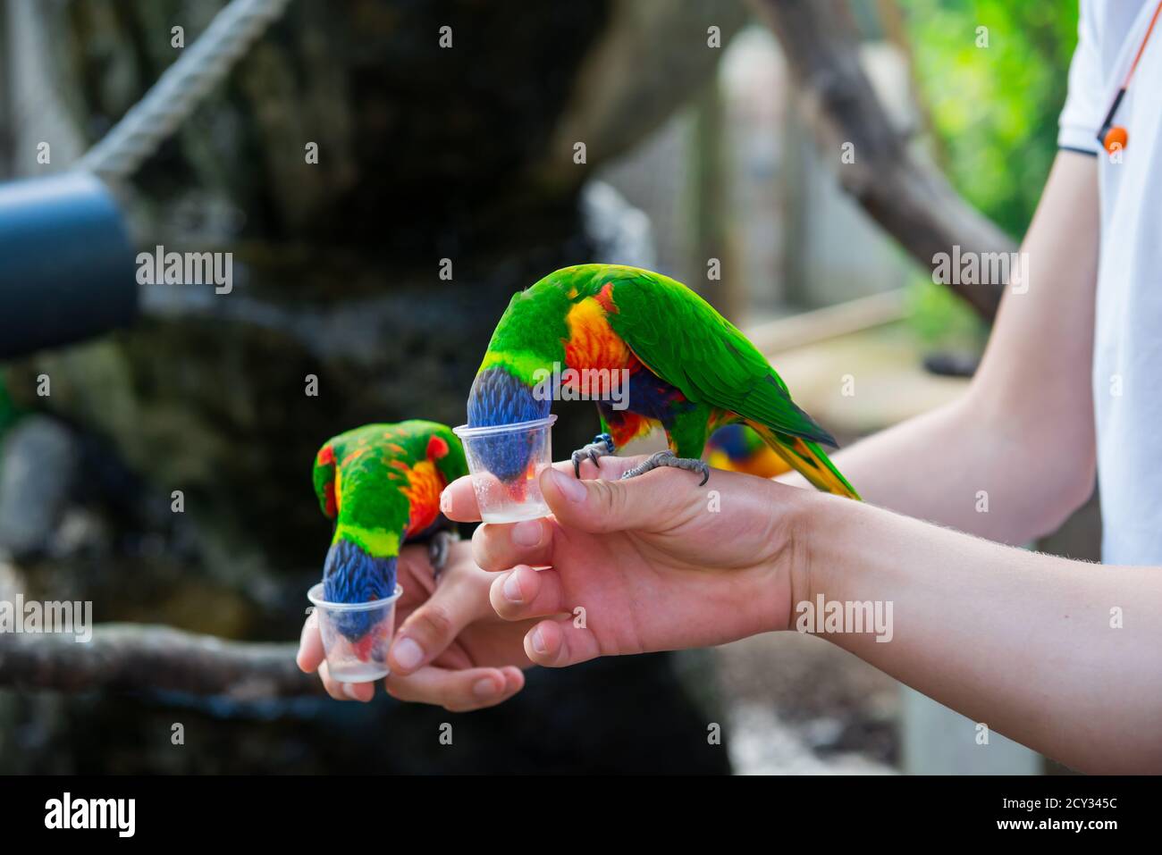 Two rainbow lorikeets parrot eating from a cups helding by male hands ...