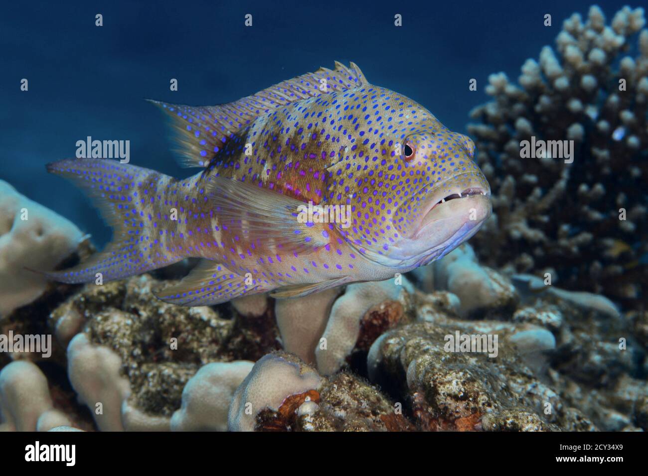 grouper fish from the red sea coral reefs Stock Photo - Alamy