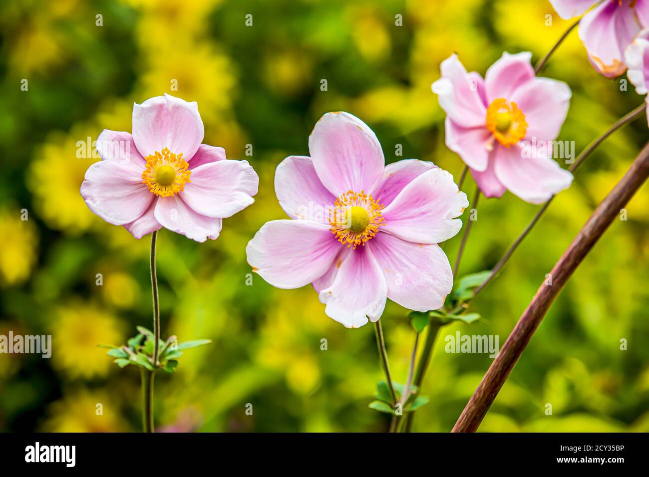 Beautiful flowers in an English park in Oxford Stock Photo - Alamy