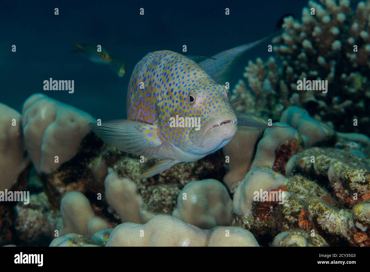 grouper fish from the red sea coral reefs Stock Photo - Alamy