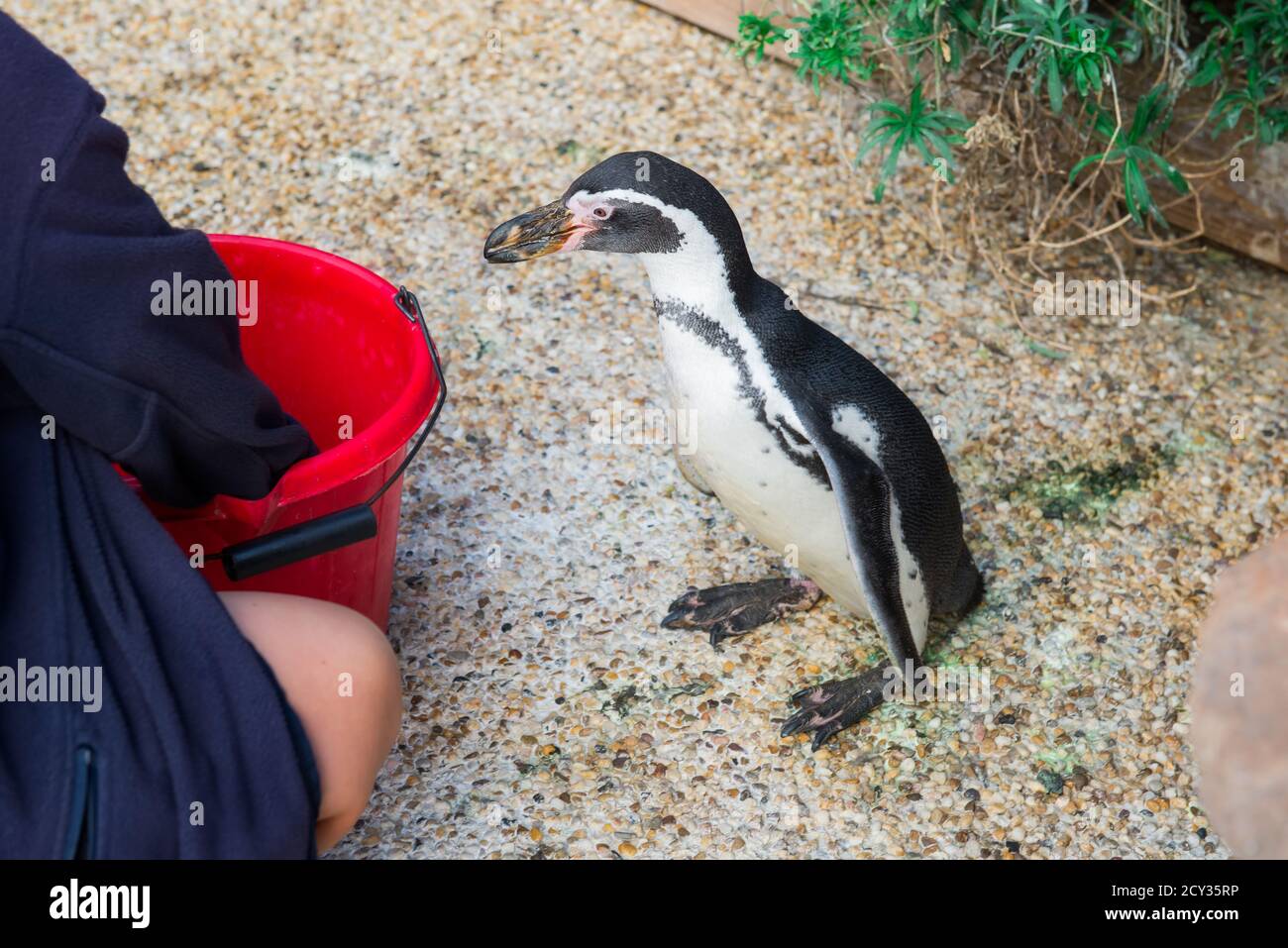 Feeding penguins hi-res stock photography and images - Alamy
