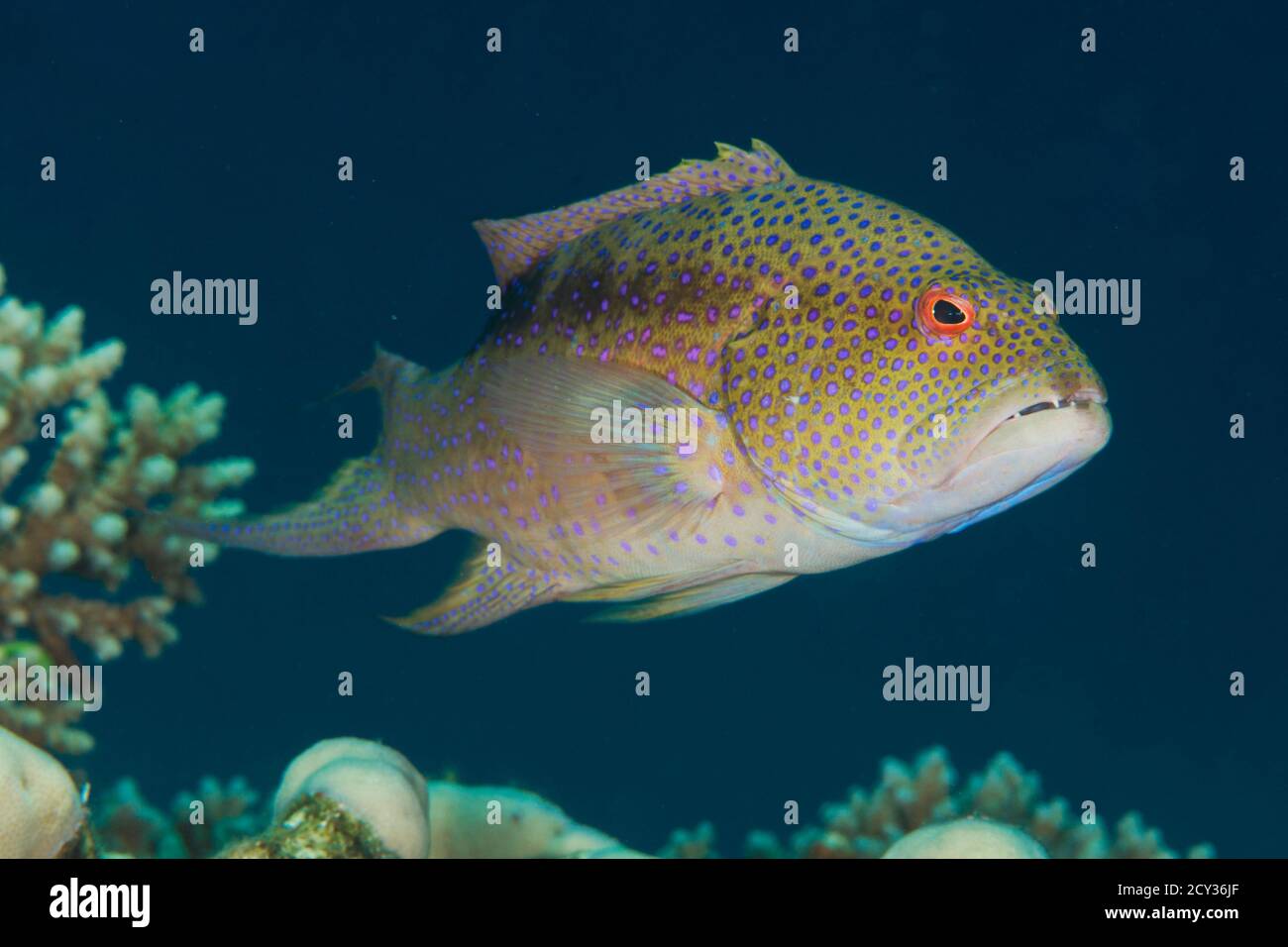 grouper fish from the red sea coral reefs Stock Photo - Alamy