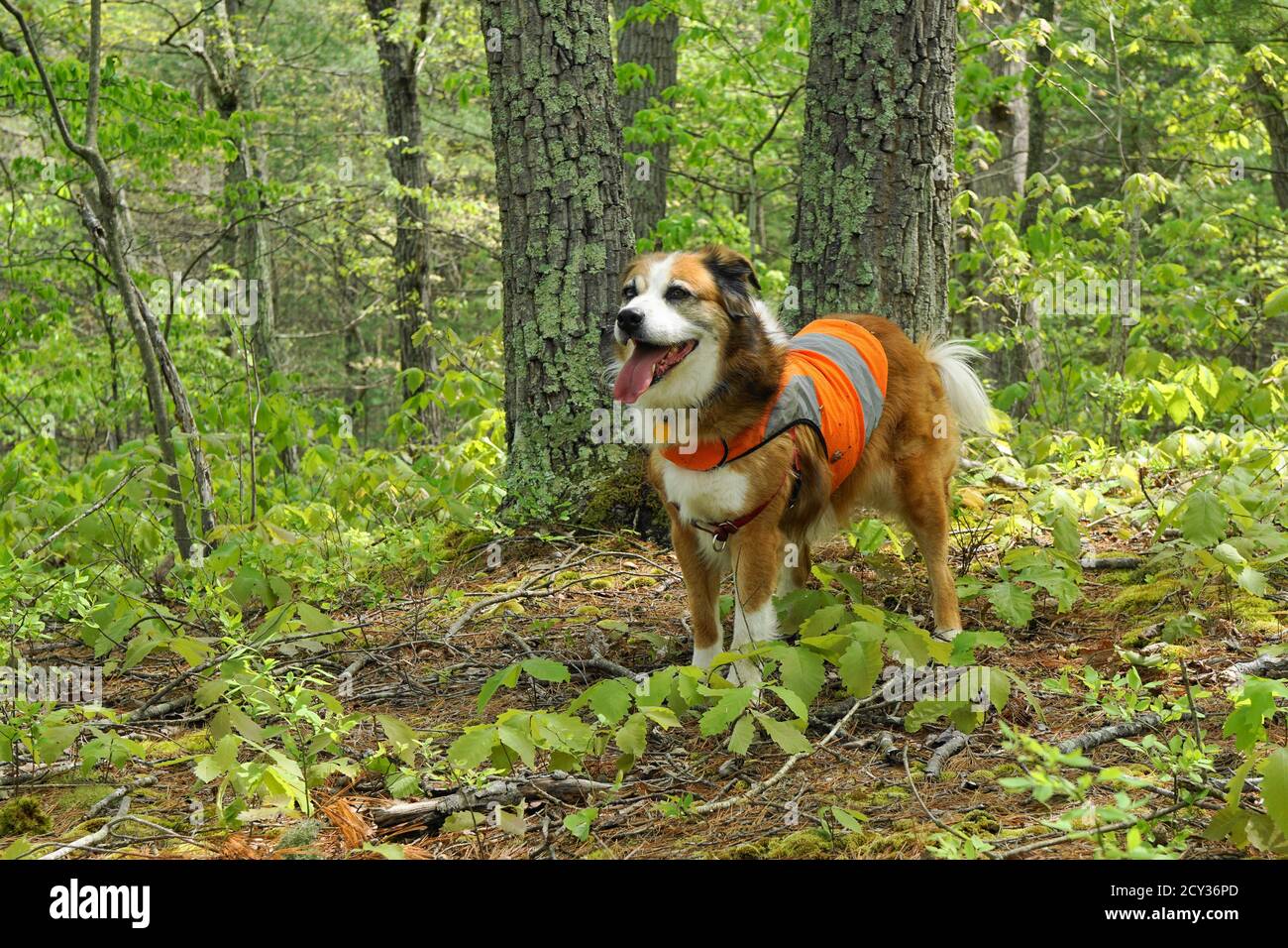 Happy dog wearing hunting safety vest in the woods - standing Stock ...