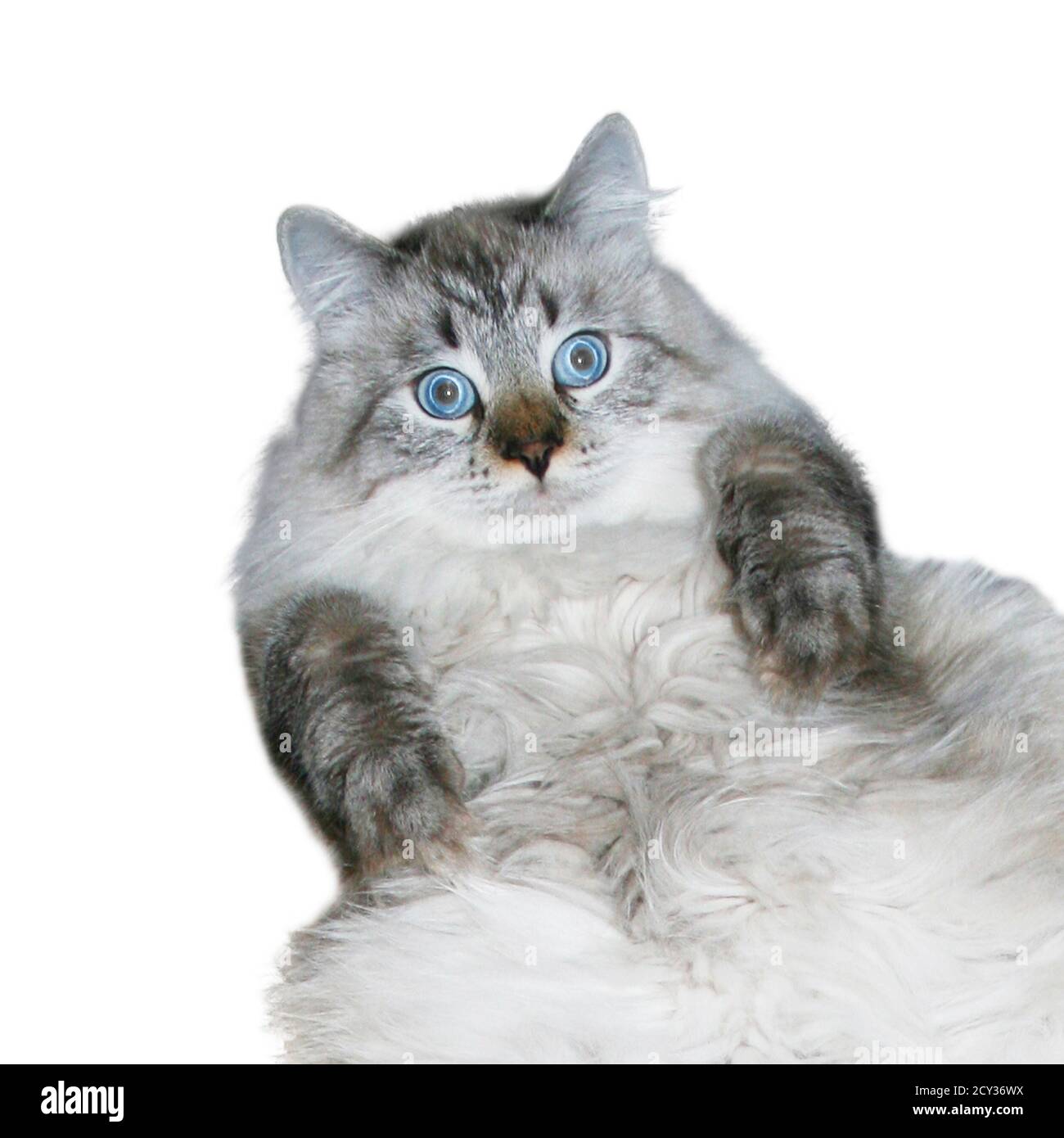 The scared funny fat cat is looking at the camera, isolated on white ...