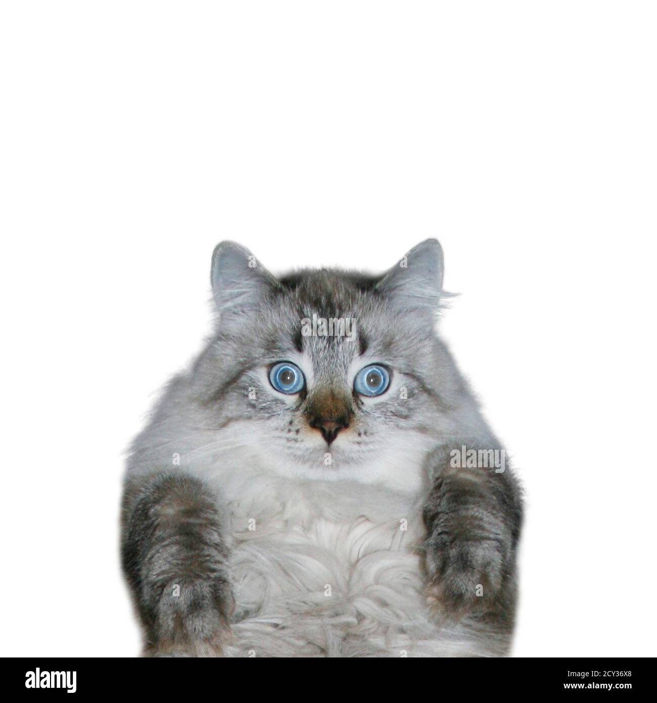The scared funny fat cat is looking at the camera, isolated on white ...