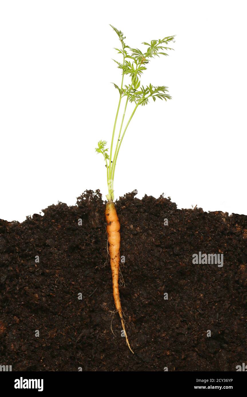 Carrot root cross section hi-res stock photography and images - Alamy