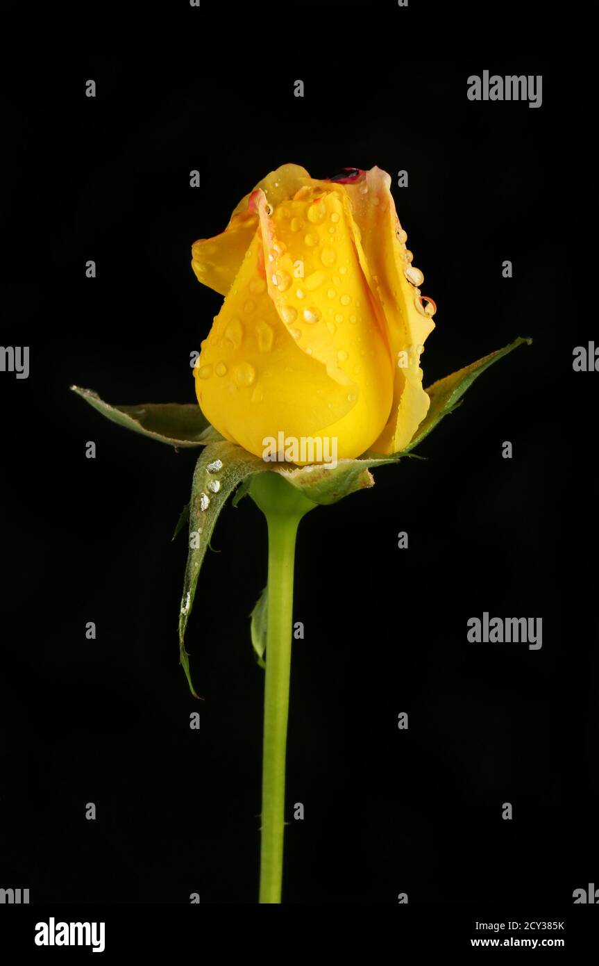 Yellow rose with raindrops hi-res stock photography and images - Alamy