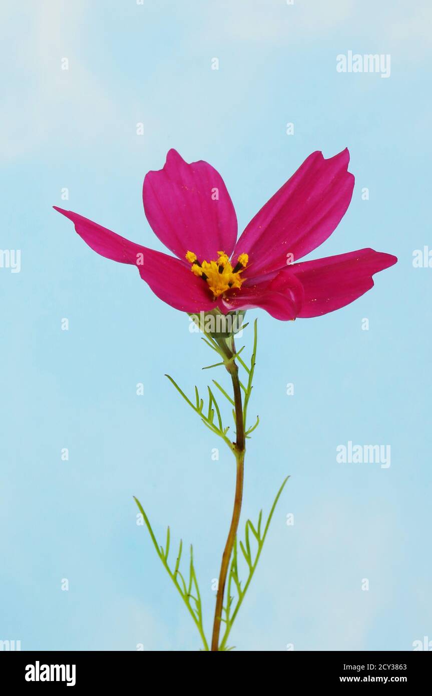 Purple cosmos flower against a blue sky with light cloud Stock Photo ...