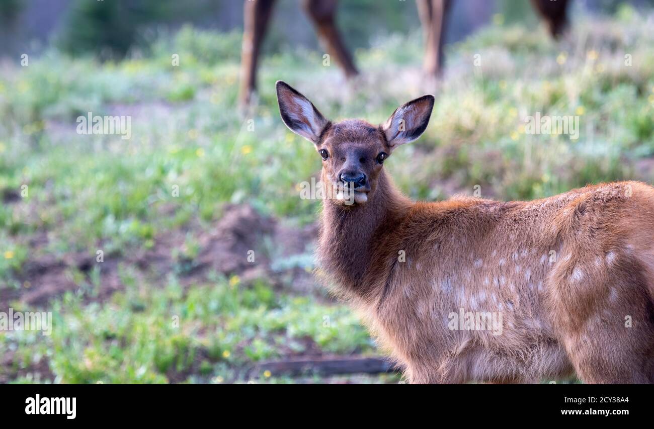 Baby Elk (Cervus canadensis) High in the Mountains with their Mothers ...