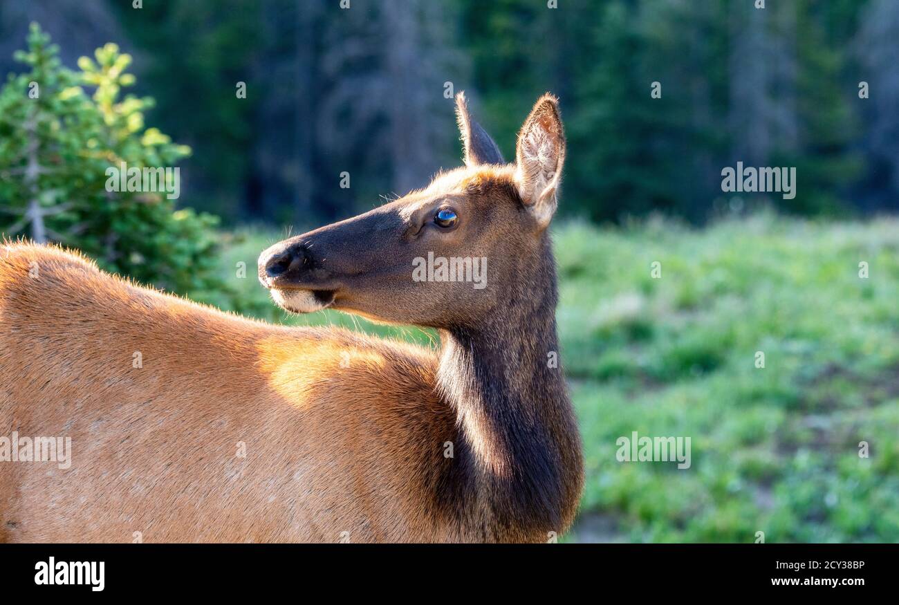 Adult Female Elk (Cervus canadensis) High in the Mountains in Rocky ...