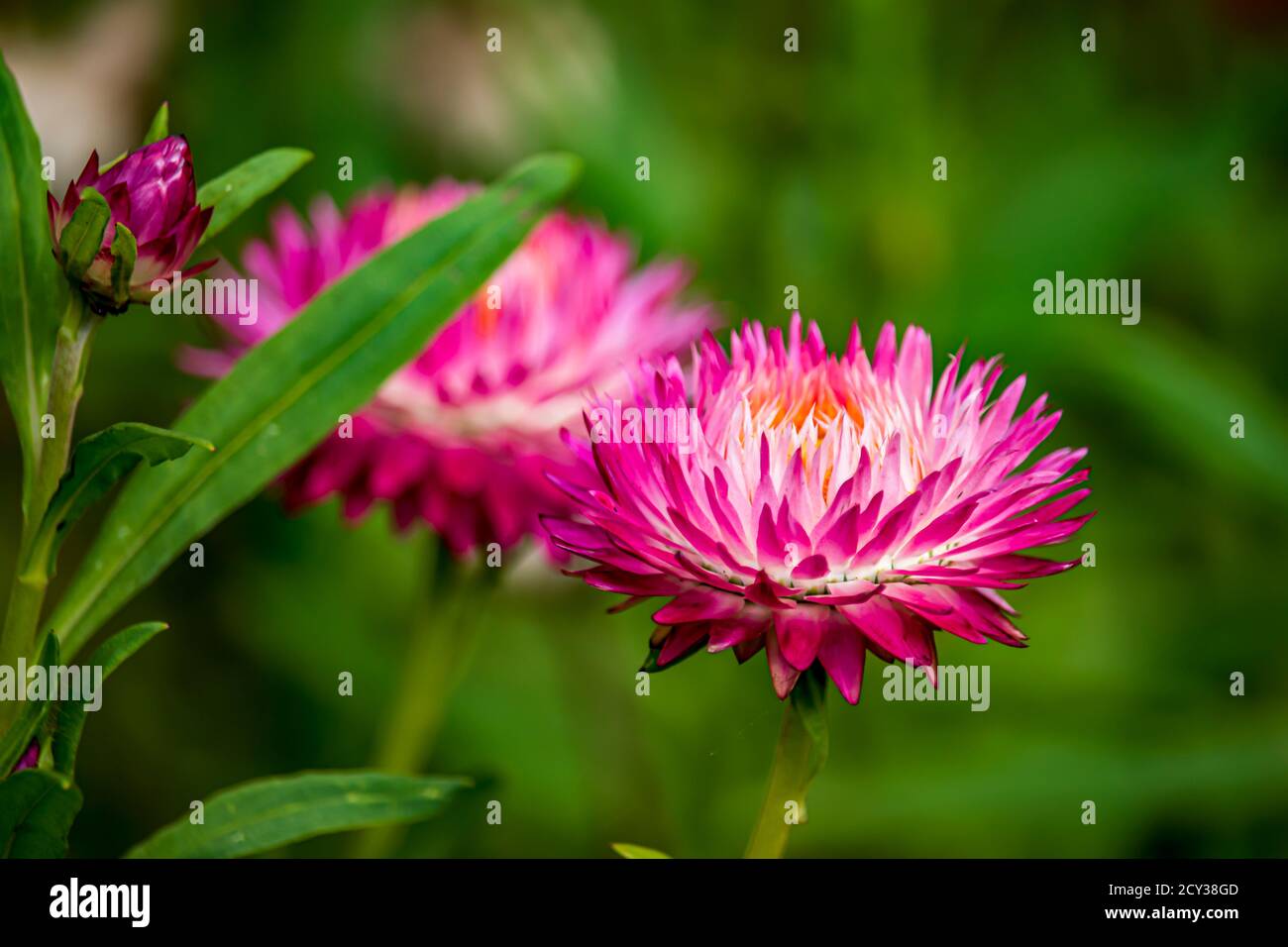 Beautiful flowers in an English park in Oxford Stock Photo - Alamy