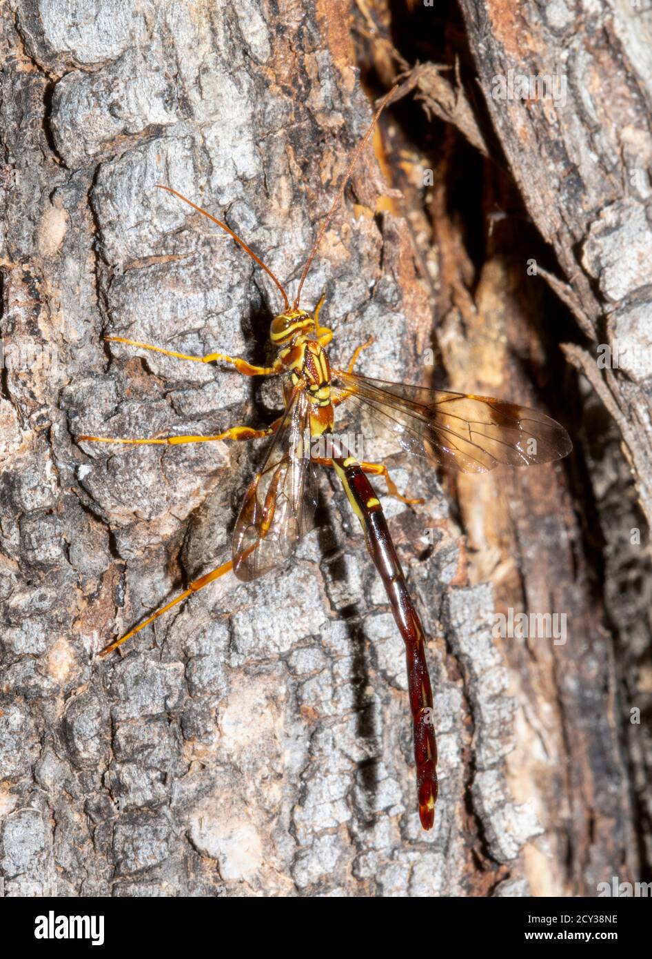 An Adult Male Megarhyssa macrurus a Species of Large Ichneumon Wasp ...