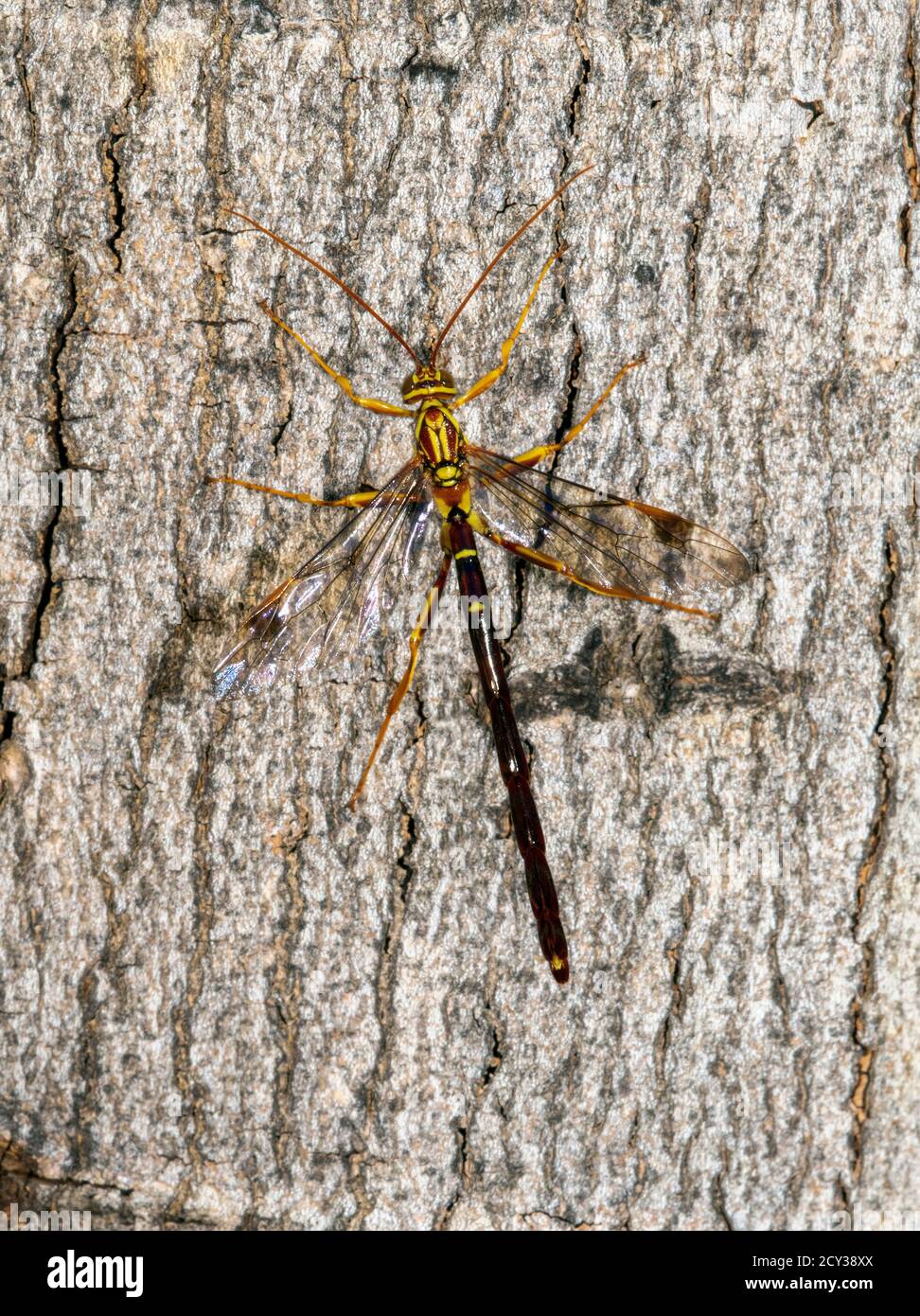An Adult Male Megarhyssa macrurus a Species of Large Ichneumon Wasp ...