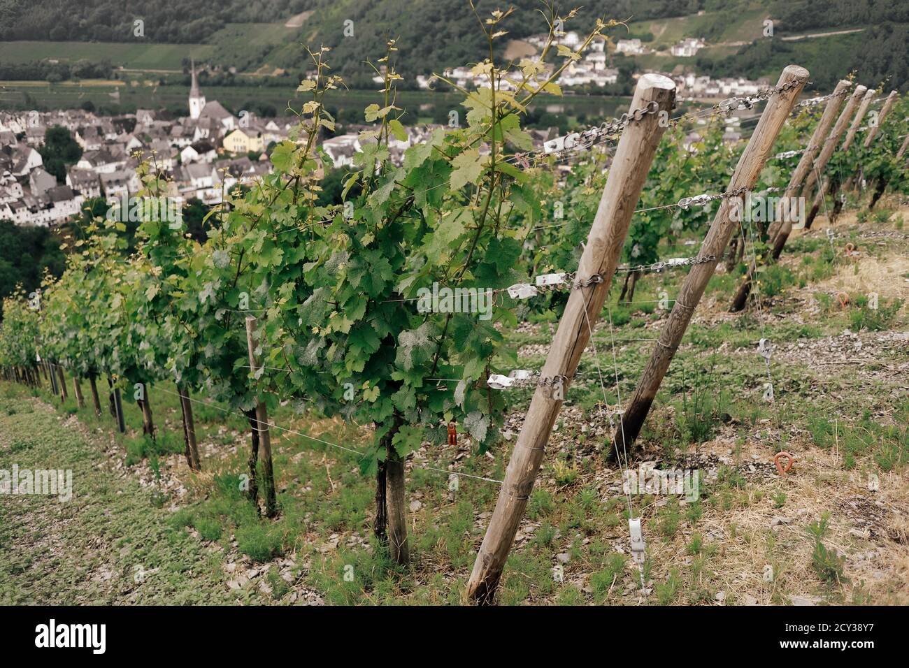 Vineyards on a slope in the Moselle Valley in Germany Stock Photo - Alamy