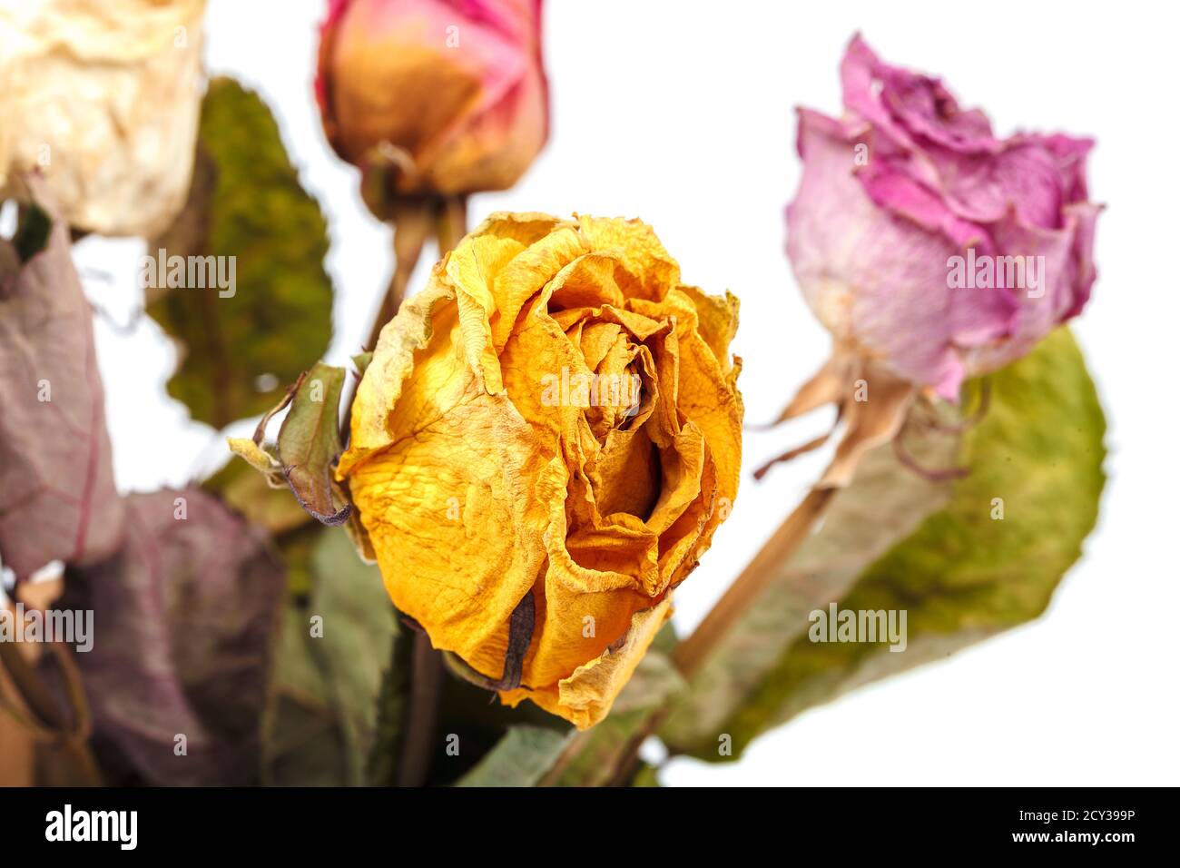 Dried rose flowers isolated on white background Stock Photo - Alamy